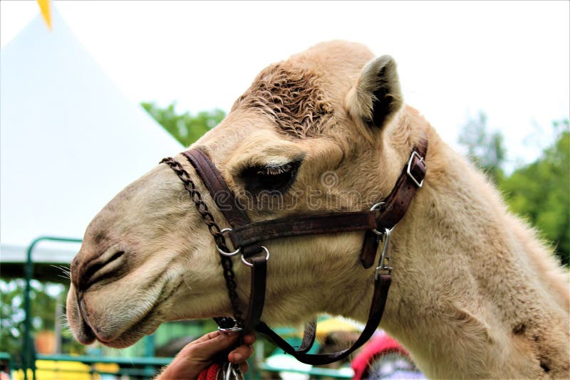 2,469 Happy Camel Stock Photos - Free & Royalty-Free Stock Photos from ...