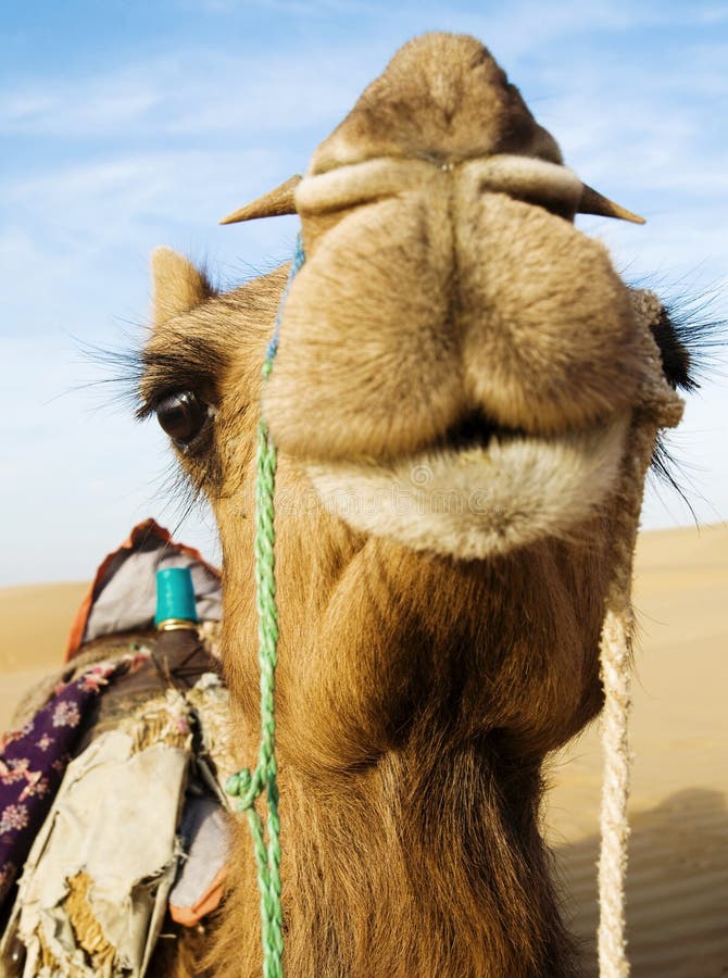 Happy Camel Isolated stock photo. Image of dromedary, hump - 126026