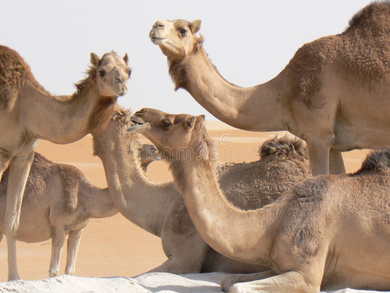 Happy Camels stock photo. Image of ride, africa, dune - 42457806