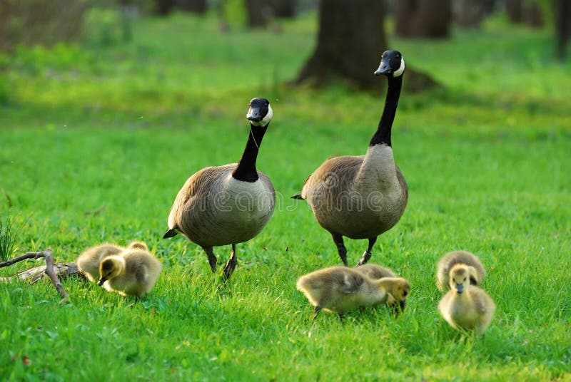 Happy Canadian Goose Family Stock Photo - Image of natural, canadian ...