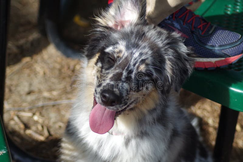 Happy Canine stock image. Image of local, smile, canine - 144860309