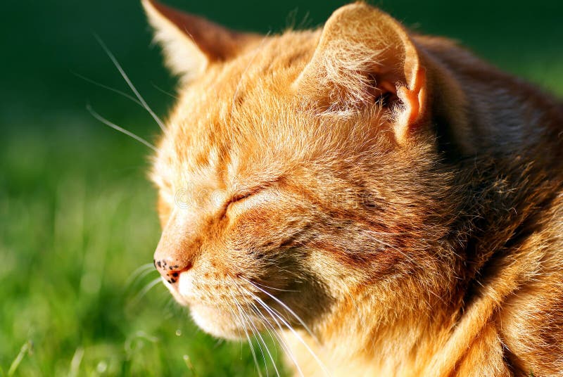 Happy cat. stock photo. Image of nature, furry, animal - 14999614