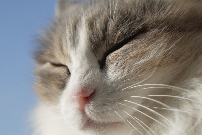 Happy Cat stock image. Image of beautiful, looking, cute - 15242345