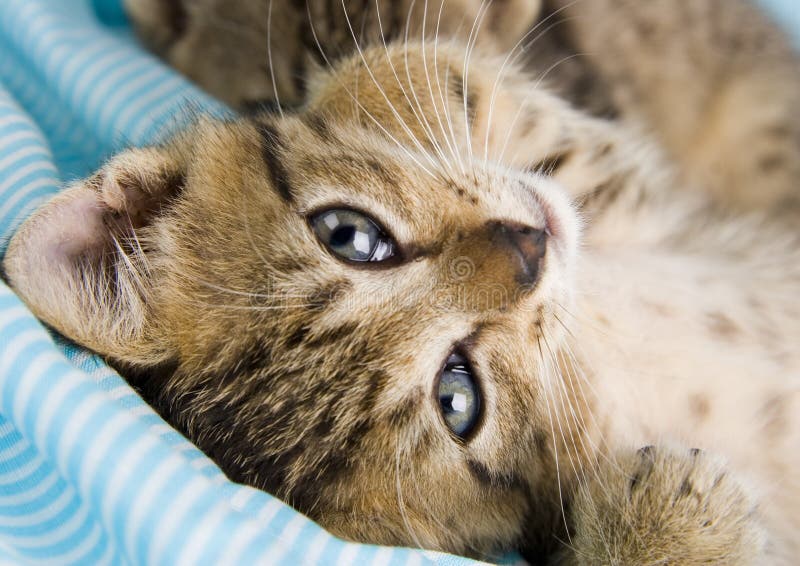 Happy cat stock photo. Image of kitten, animal, catus - 2005804
