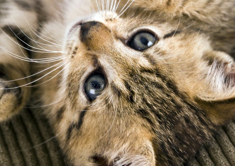 Happy cat stock image. Image of little, mammalia, cats - 2005941