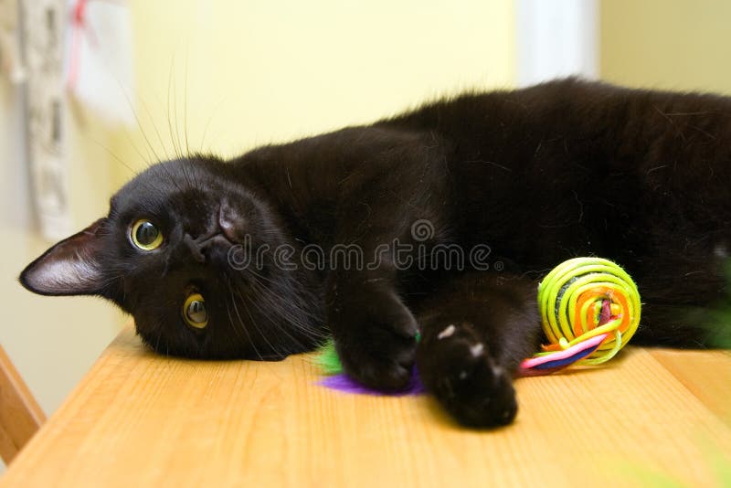 Happy cat stock image. Image of cute, playing, funny, animal - 2169019