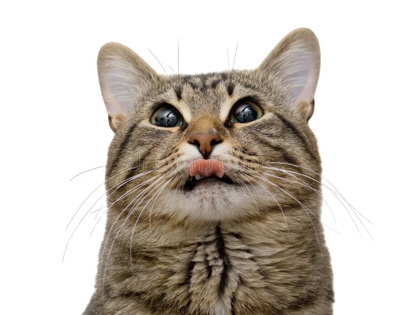 Happy cat stock image. Image of tongue, hunting, happiness - 9961149