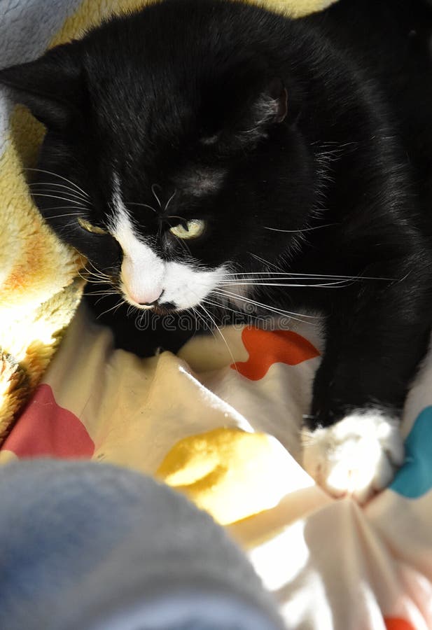 Happy cat stock photo. Image of happy, cozy, friend - 217206006