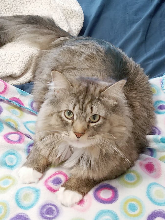 Happy cat chillin stock photo. Image of chillin, staredown - 138874908