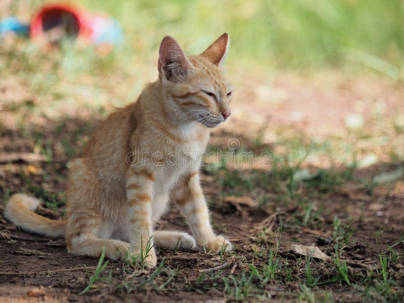 Happy Cat Cute Cat Sitting on the Grass . Stock Image - Image of adult ...