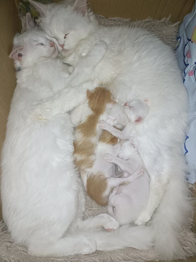 Happy Cat Family Hugging while Sleeping Stock Image - Image of animal ...