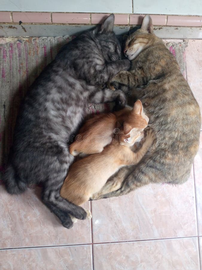 Happy cat family stock photo. Image of kitten, comfortably - 263998448