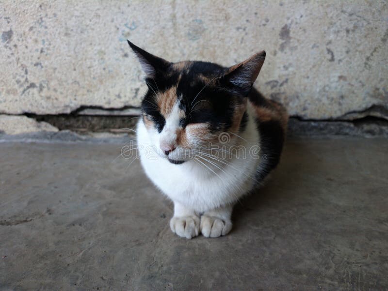 Happy Cat,Cat Laughing and Very Happy, Stock Photo - Image of smile ...
