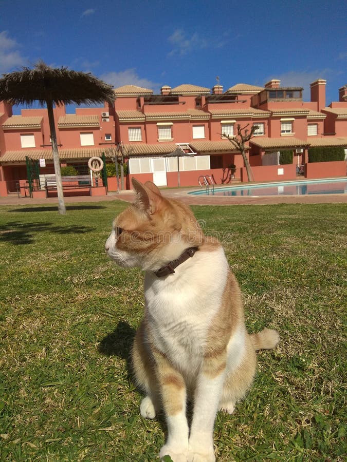 Happy cat stock photo. Image of life, happy, freedom - 110627560