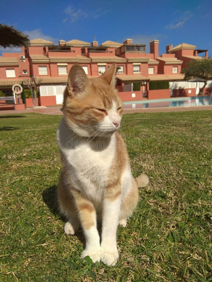 Happy cat stock photo. Image of life, animals, freedom - 110639626