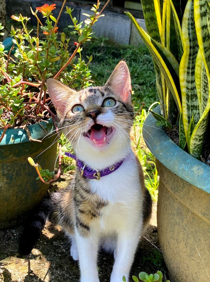 Happy Cat Playing in the Garden Stock Image - Image of eyes, kitten ...