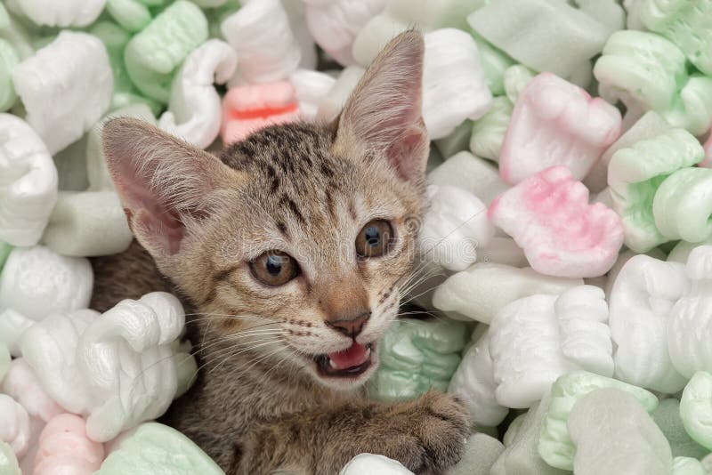 Happy cat playing stock image. Image of animal, gray - 36900401