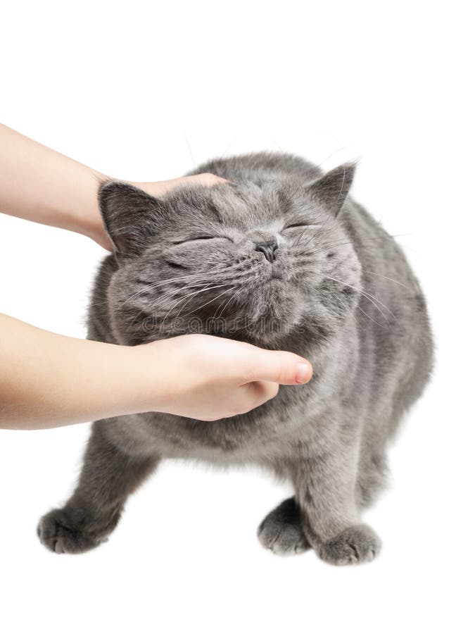 Happy Cat is Pleased with Hand Stock Photo - Image of head, expression ...