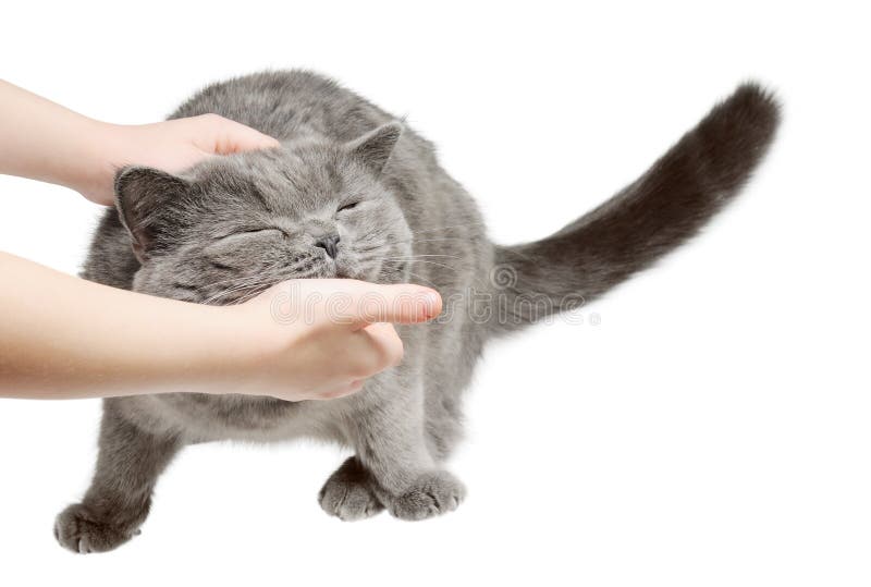 Happy Cat is Pleased with Hand Stock Photo - Image of animals ...