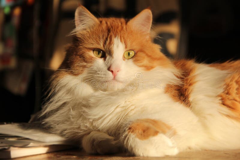 Happy cat stock image. Image of whisker, relax, young - 31649359