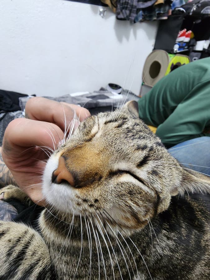 Happy Cat Scratch stock image. Image of happy, cuddle - 298727977