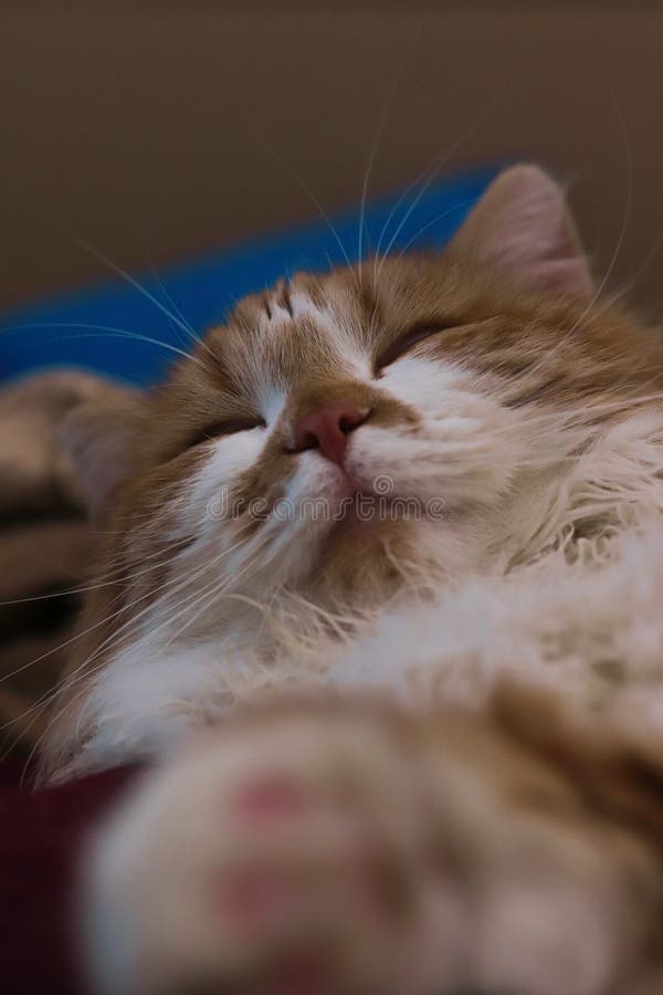 Happy cat sleep stock photo. Image of eyes, pads, happy - 210762260