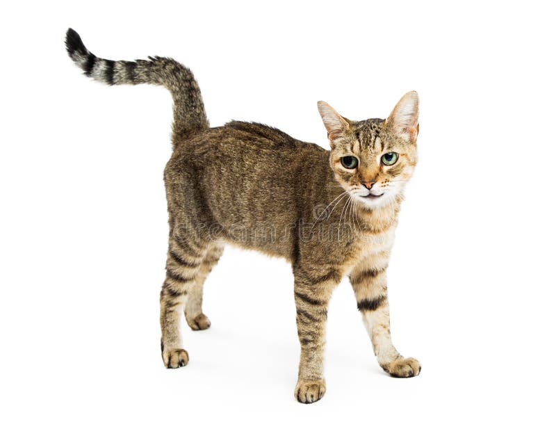 Happy Cat Standing on White Stock Photo - Image of friendly, animal ...
