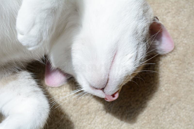 245 Upside Down Cute Cat Face Stock Photos - Free & Royalty-Free Stock ...