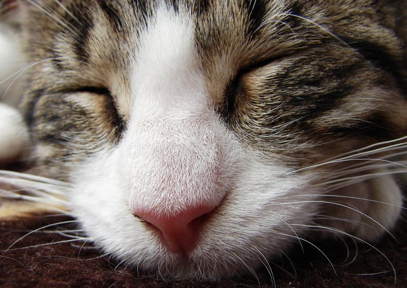 Happy cat stock photo. Image of vertebrate, funny, indoor - 55660758