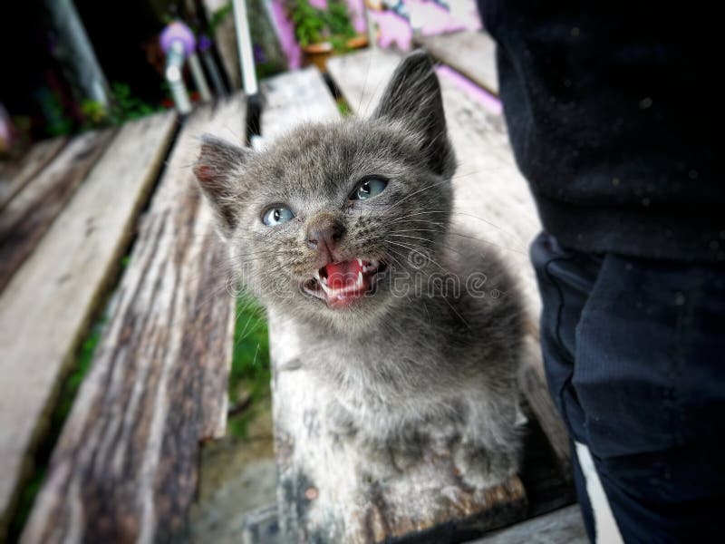 Happy cats lovely stock photo. Image of eyescats, kitten - 137758120