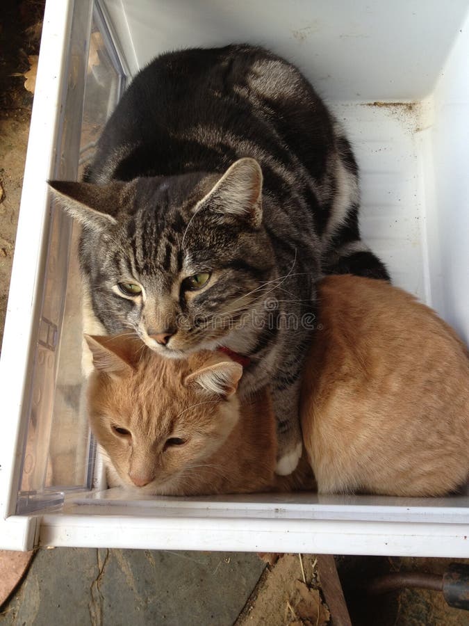 Happy cats lovely stock photo. Image of eyescats, kitten - 137758120