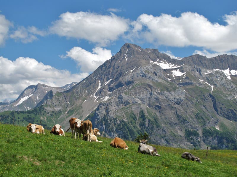 Happy cattle in the Alps stock photo. Image of gsteig - 25462898