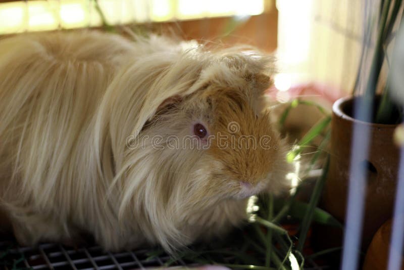 Happy Cavy stock image. Image of guinea, present, proud - 50649523