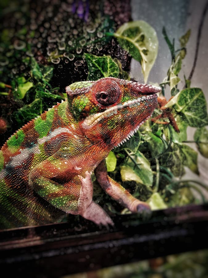 Happy Chameleon Want To Go Out Stock Image - Image of produce, food ...