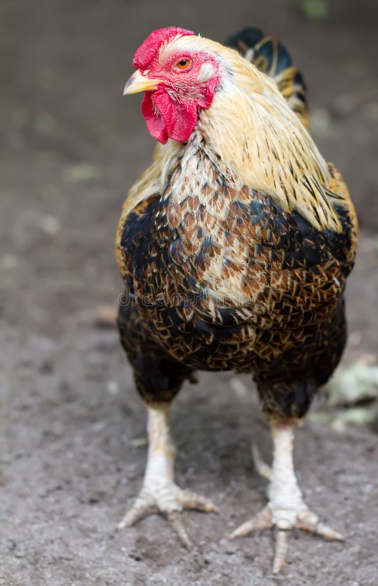 14,929 Happy Bird Chicken Stock Photos - Free & Royalty-Free Stock ...