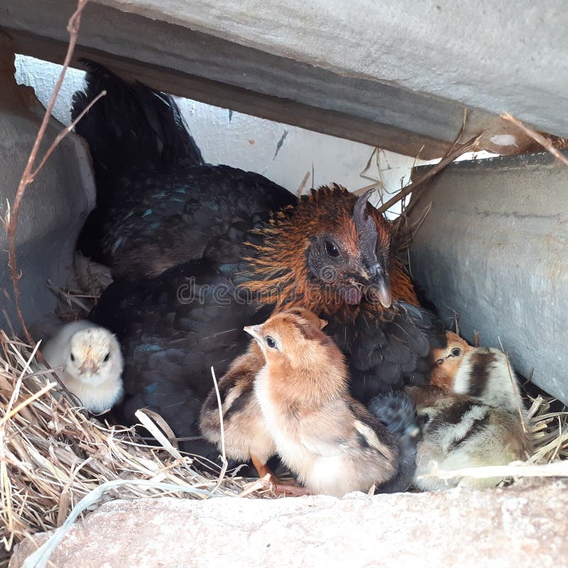 The Happy Chicken Family in My Farm Stock Photo - Image of farm, family ...