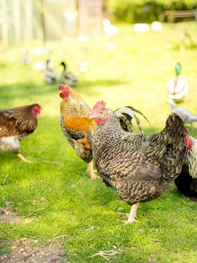 Happy chicken farm stock photo. Image of ducks, roaming - 73229568
