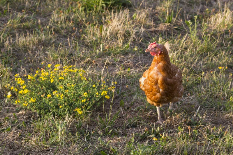 Happy chicken stock photo. Image of walking, farming - 57744982