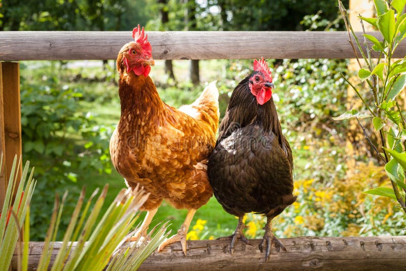 3,409 Happy Chickens Farm Stock Photos - Free & Royalty-Free Stock ...