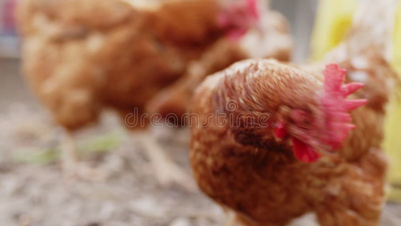 Happy Chickens Scratch in the Open Air Stock Footage - Video of green ...