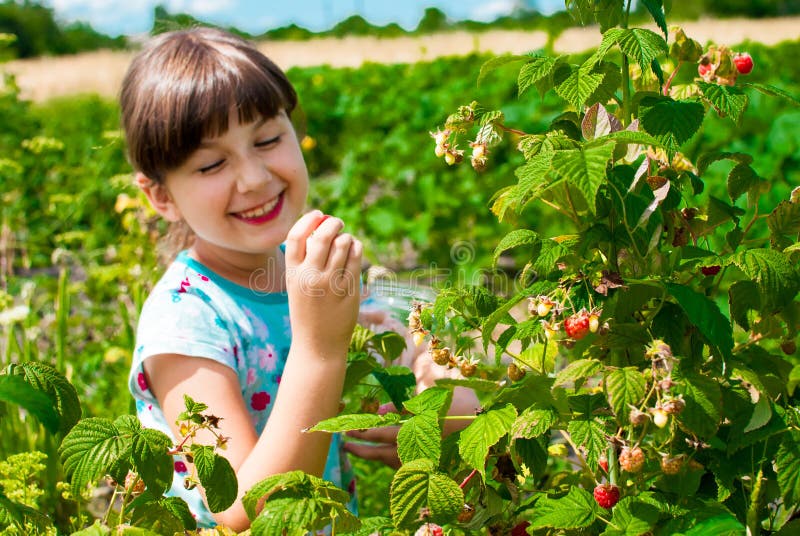 Happy Child Collects and Eats Raspberries Stock Image - Image of green ...