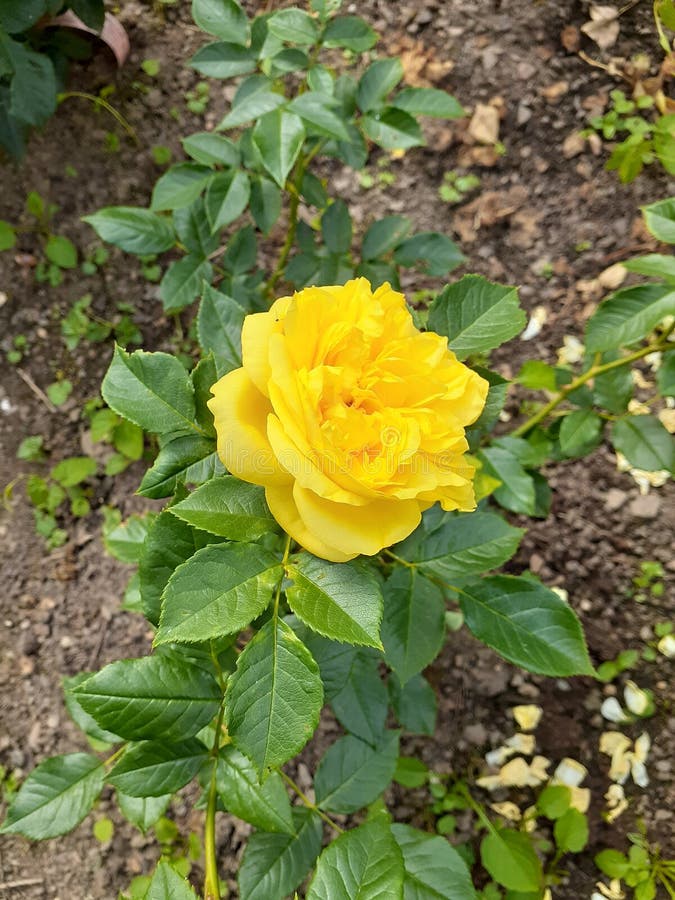 Happy child rose stock photo. Image of child, rose, happy - 227292438