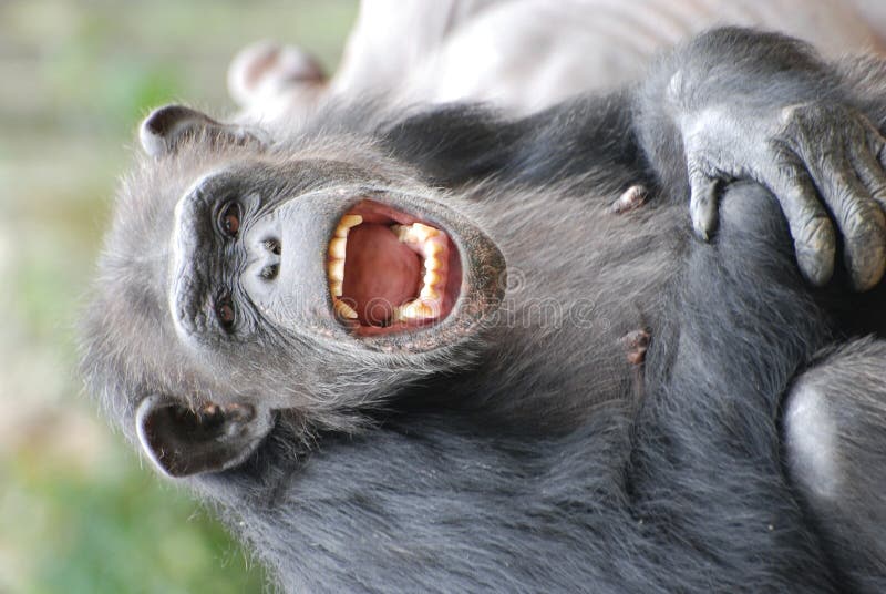 Happy chimp stock image. Image of chimpanzee, chimp, excite - 17287131