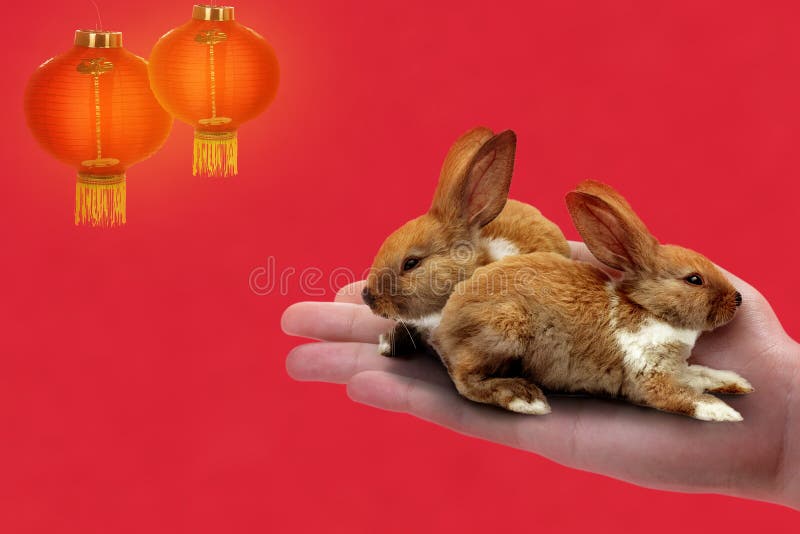 657 Chinese Rabbit Lantern Stock Photos - Free & Royalty-Free Stock ...