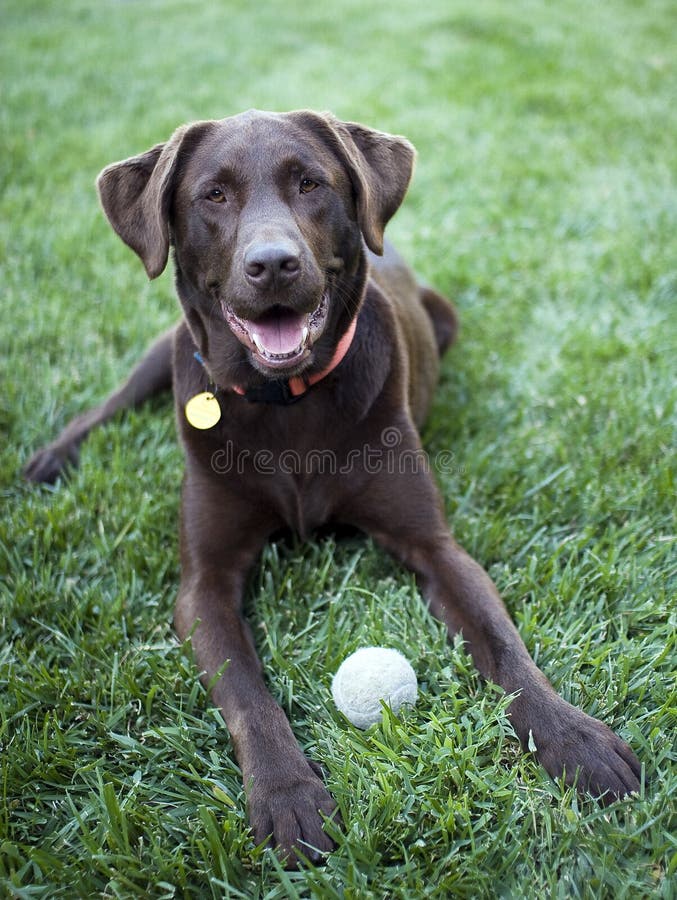 169 Smiling Chocolate Lab Stock Photos - Free & Royalty-Free Stock ...