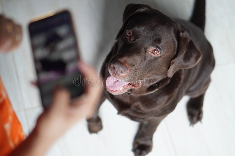 Happy Chocolate Labrador Dog with Enthusiastic Expression Looking on ...