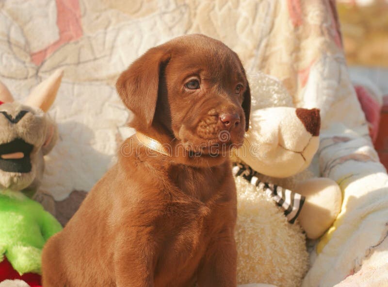 Happy Chocolate Labrador Puppy Stock Image - Image of lovely, adorable ...