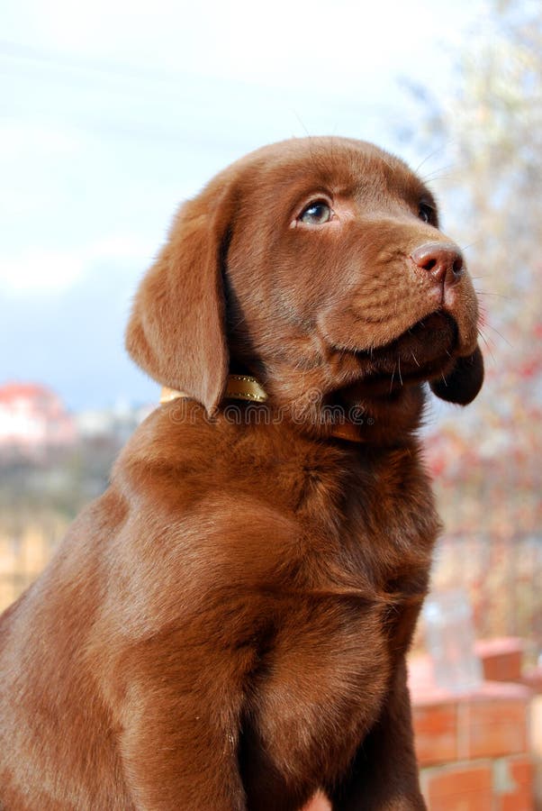 Happy Chocolate Labrador Puppy Portrait Stock Image - Image of lovely ...