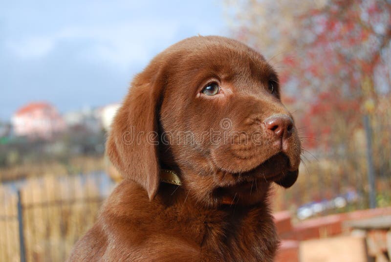Happy Chocolate Labrador Puppy Portrait Stock Image - Image of pale ...