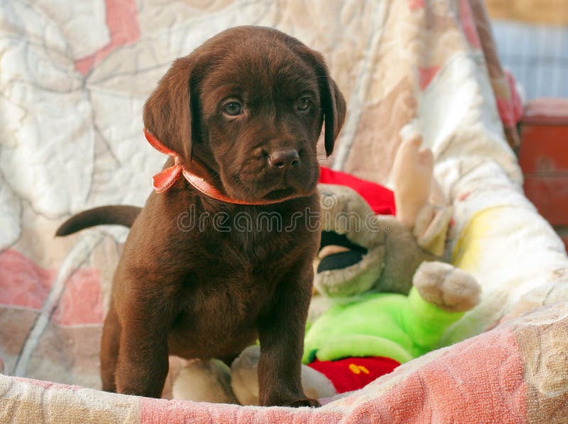 Happy Chocolate Labrador Puppy Stock Photo - Image of chocolate ...